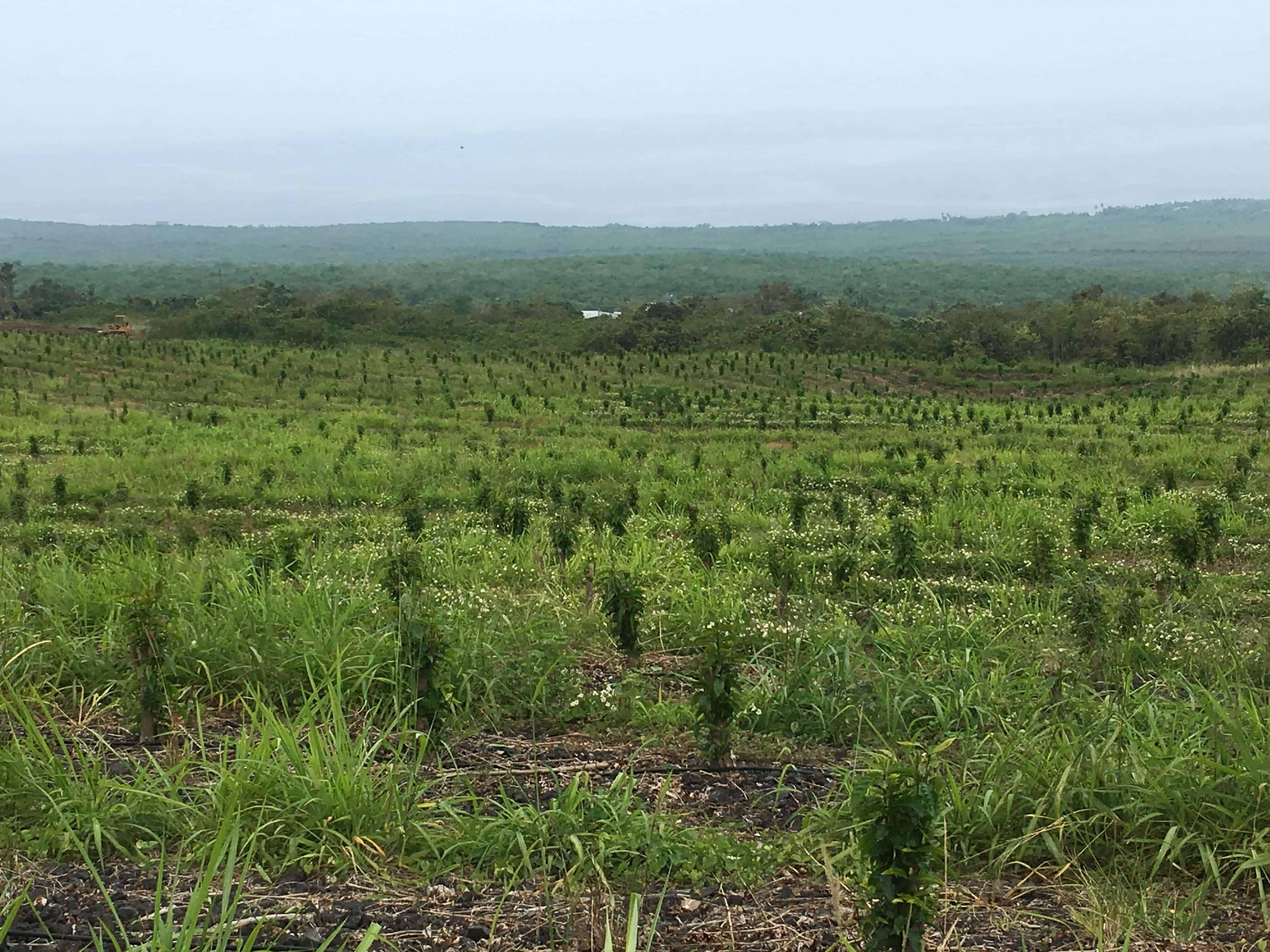 Pruned coffee trees - Royal Kona Coffee